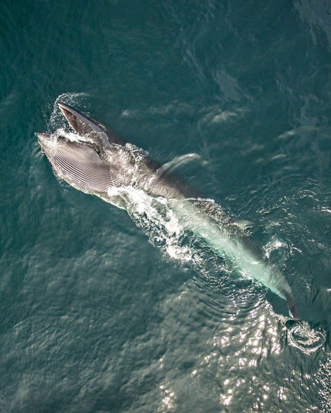 A Win for Whales – Sailormadeusa